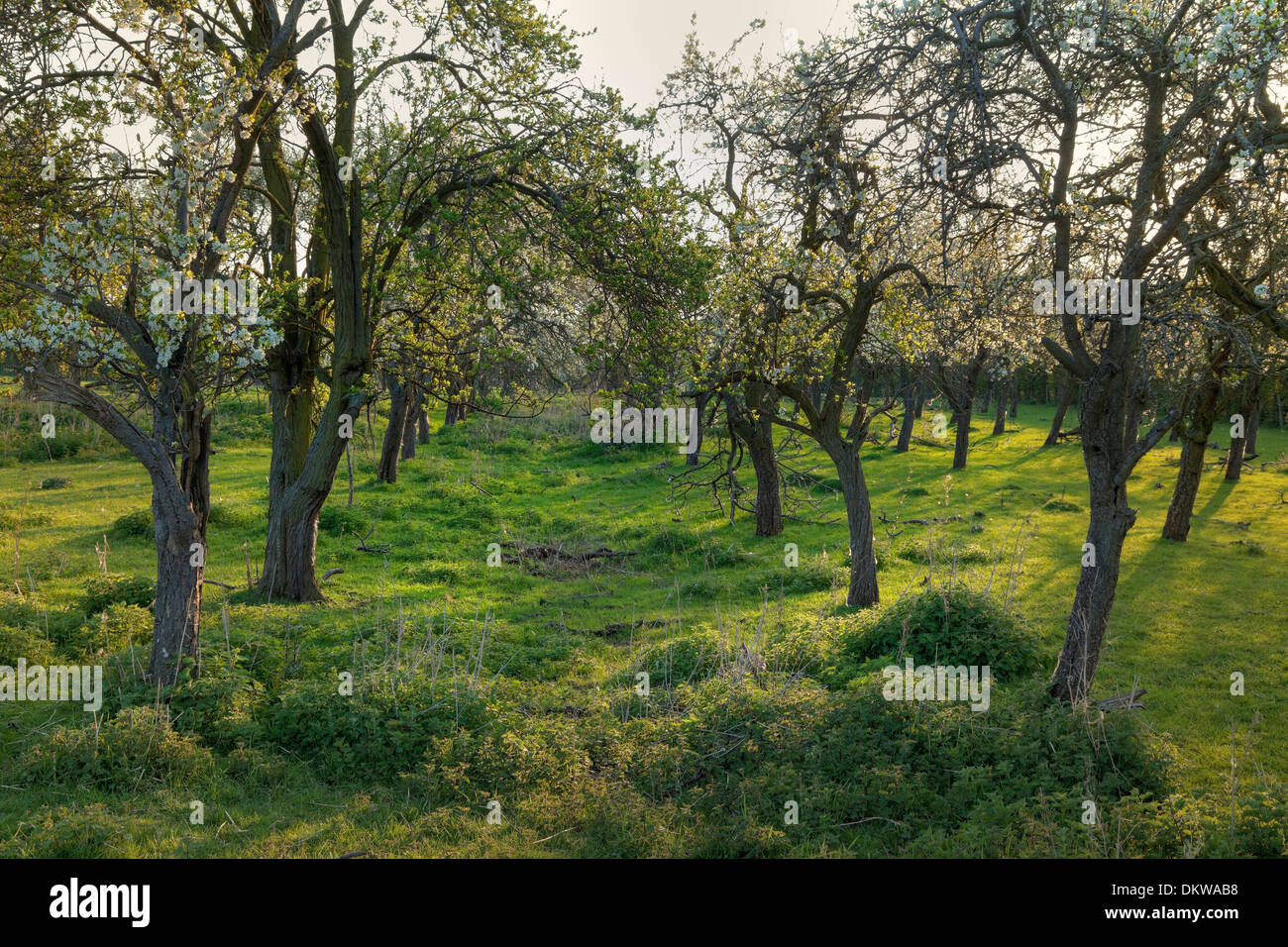 Traditional apple orchard in blossom, Cotswolds, Gloucestershire ...