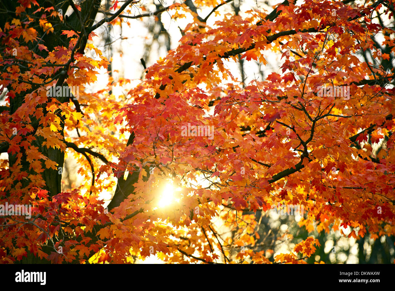 Golden Autumn Branches. Fall Theme Stock Photo - Alamy