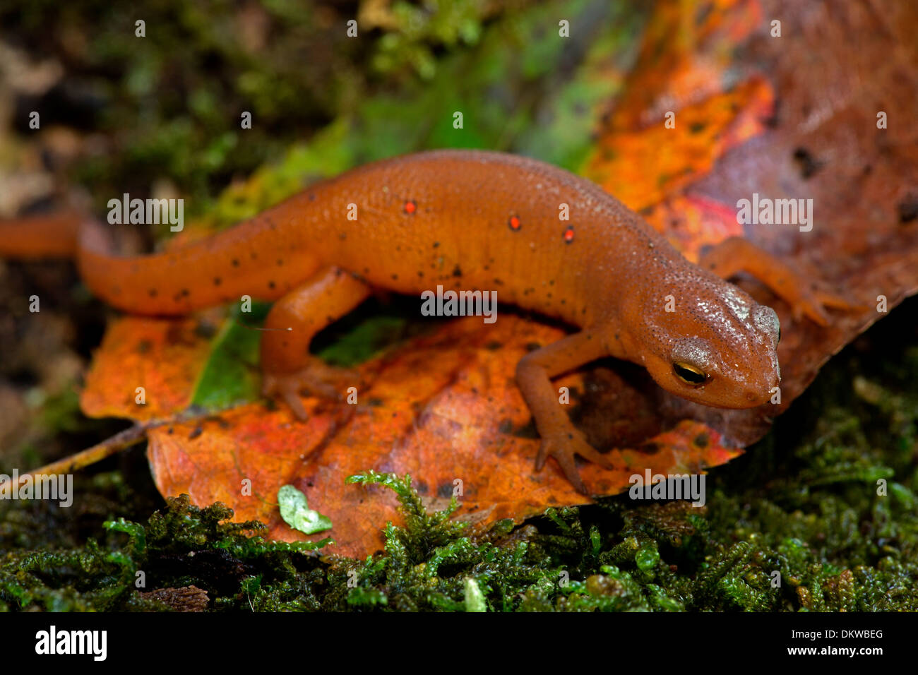 Red-spotted newt, Notophthalmus viridescens, Red eft (terrestrial phase ...