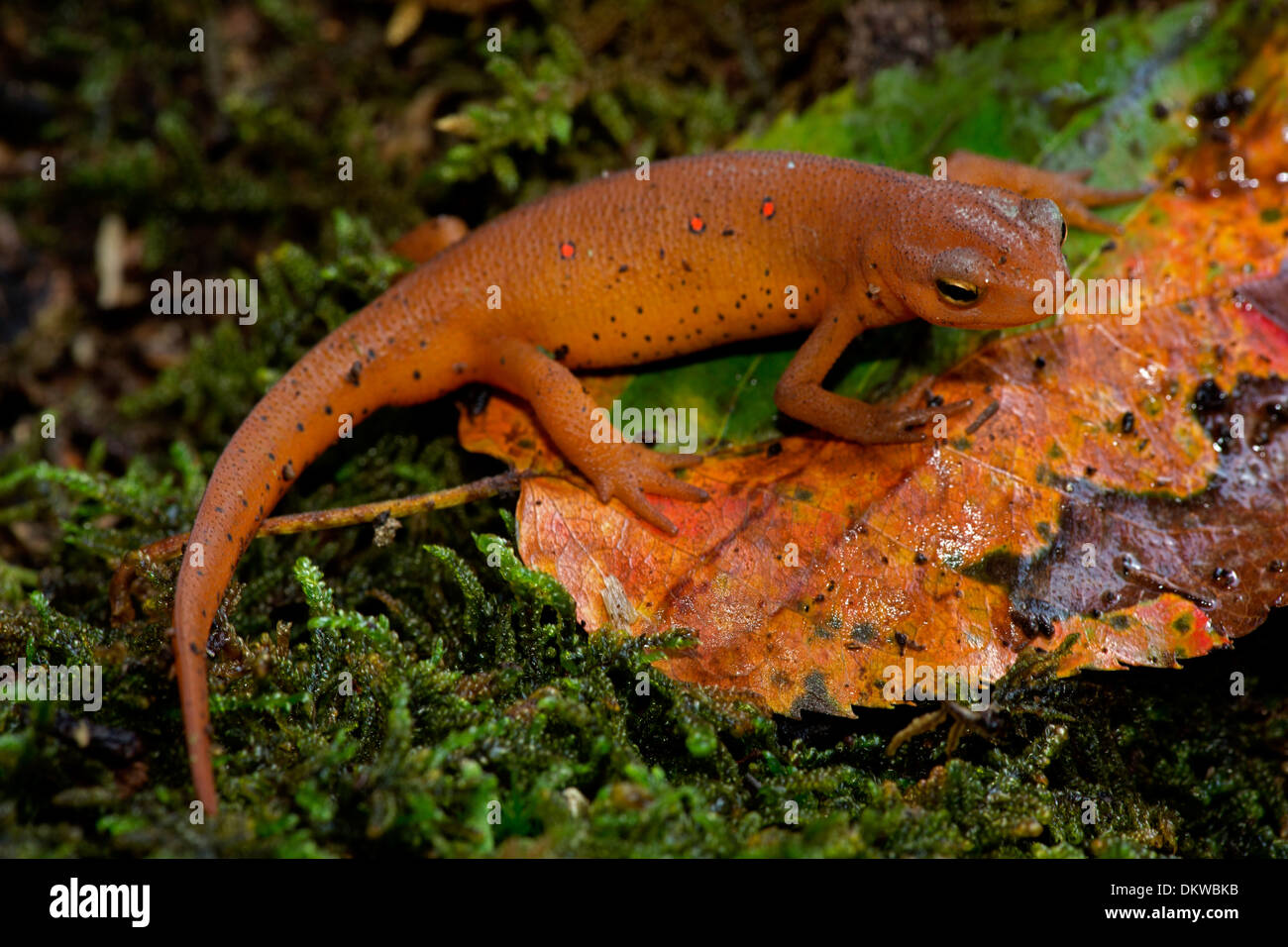 Red-spotted newt, Notophthalmus viridescens, Red eft (terrestrial phase ...