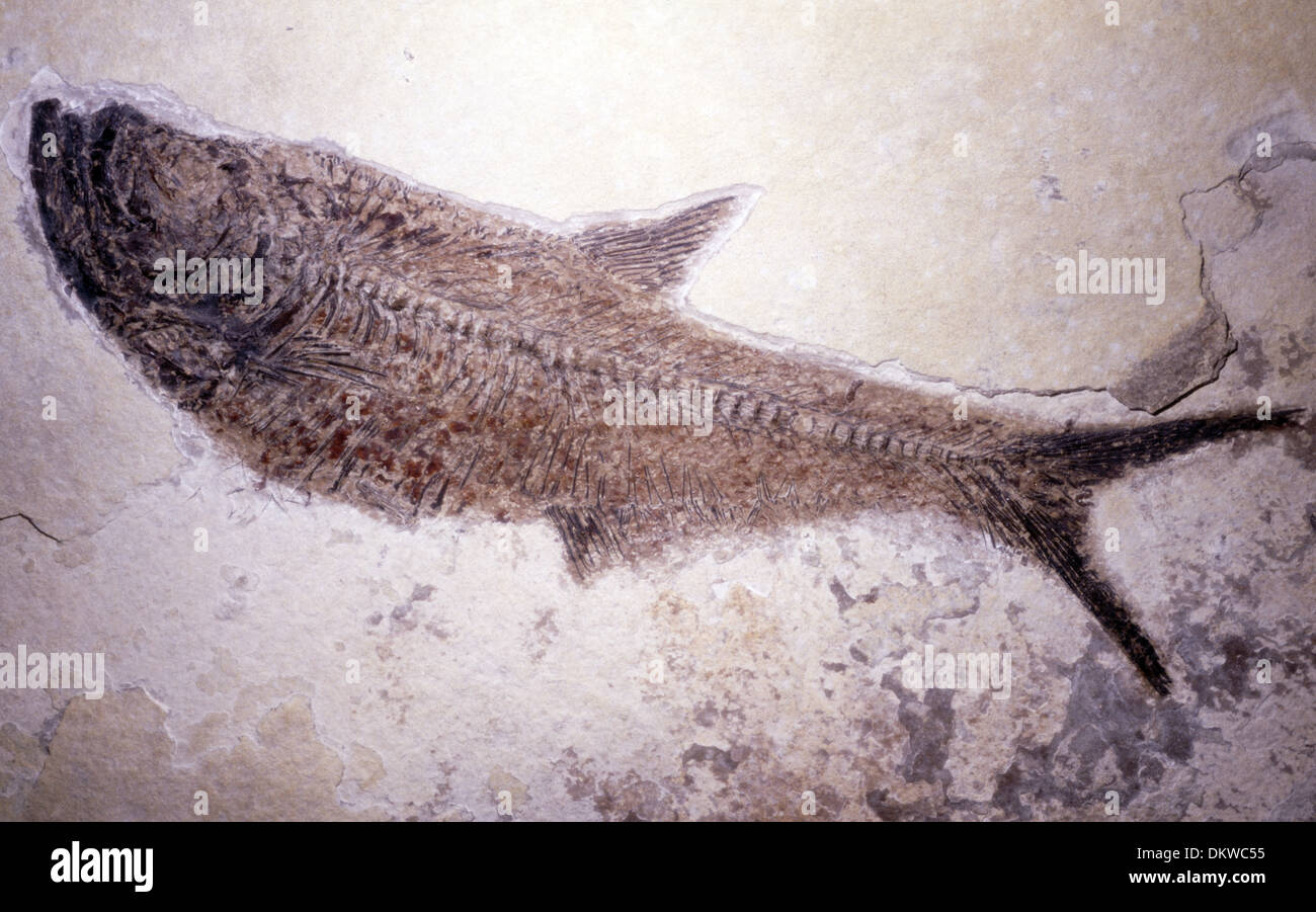 A fossil Jurassic tarpon Stock Photo - Alamy