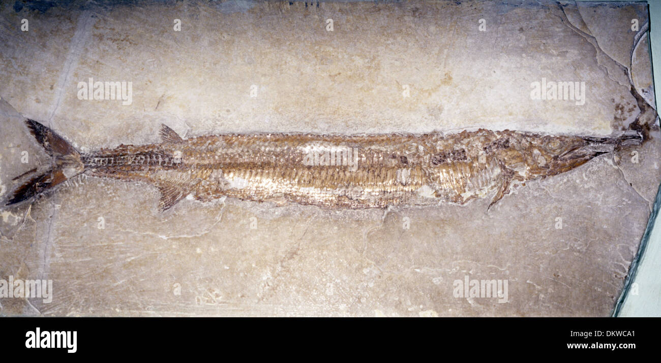 Fossil Barracuda fish (Sphyraena sp.), Eocene Stock Photo - Alamy
