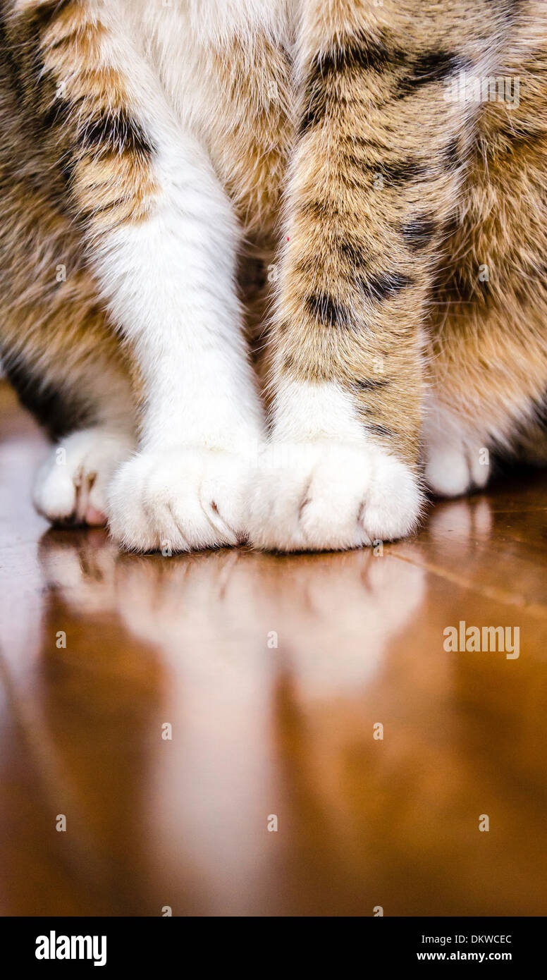 Cat showing just the legs and feet Stock Photo - Alamy