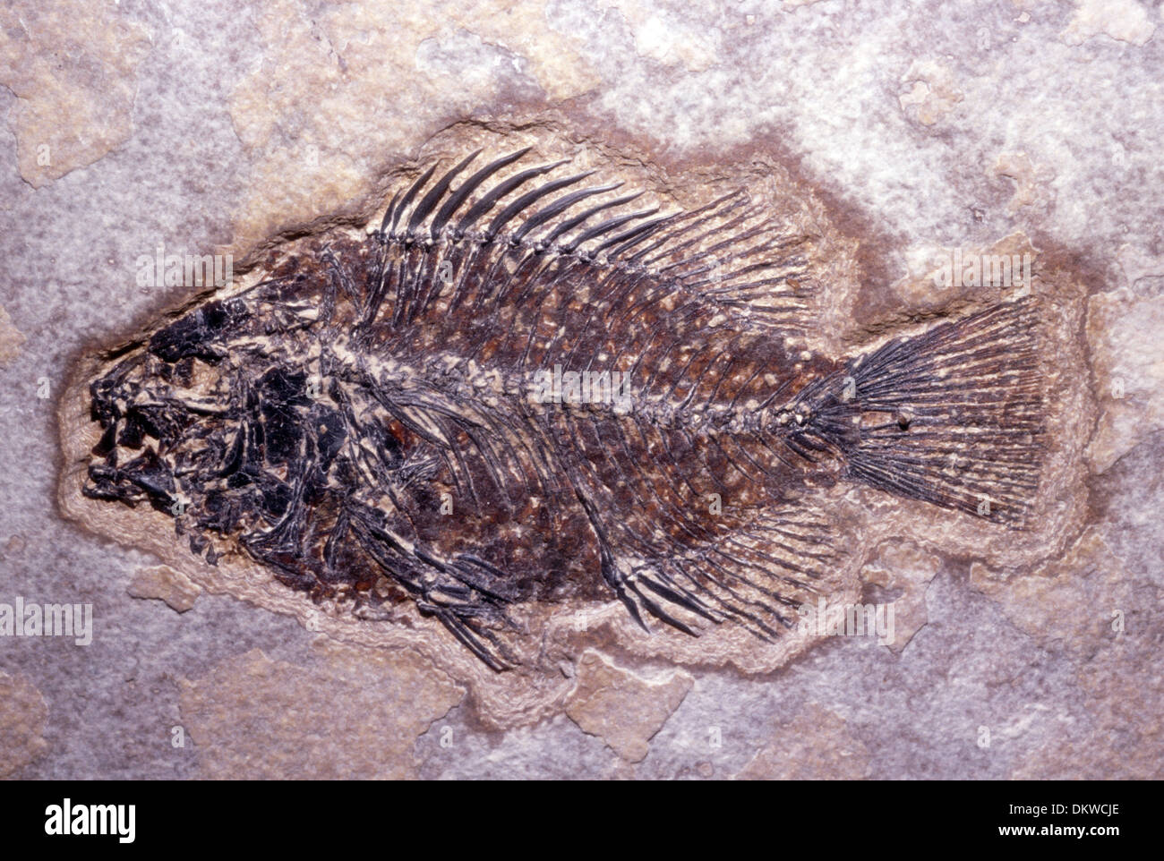 Priscacara liops, a fossil Cichlid fish from North America Stock Photo ...
