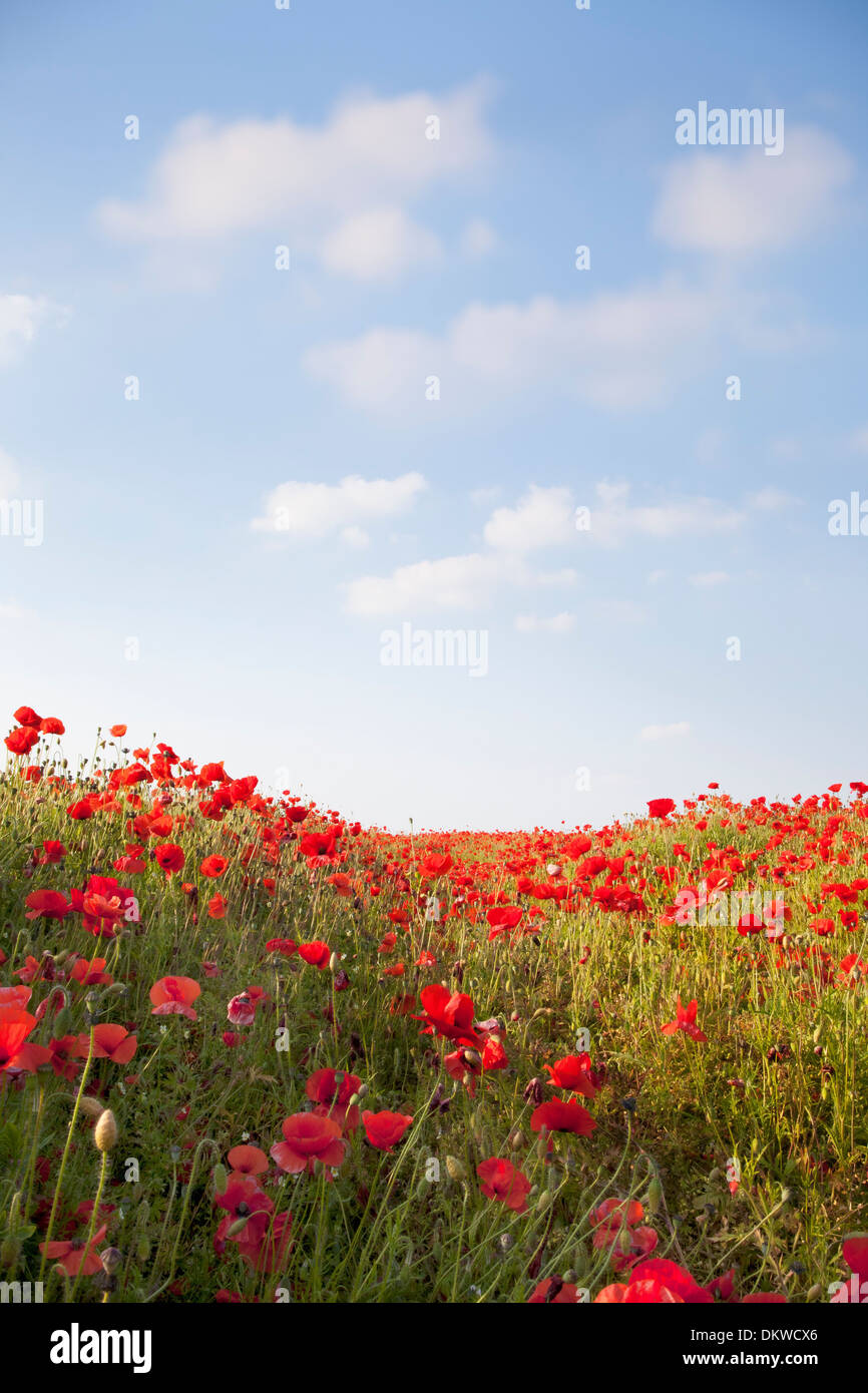 Poppies background with blue sky and fluffy clouds Stock Photo - Alamy