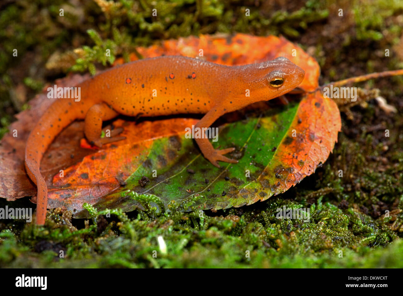 Red-spotted newt, Notophthalmus viridescens, Red eft (terrestrial phase ...