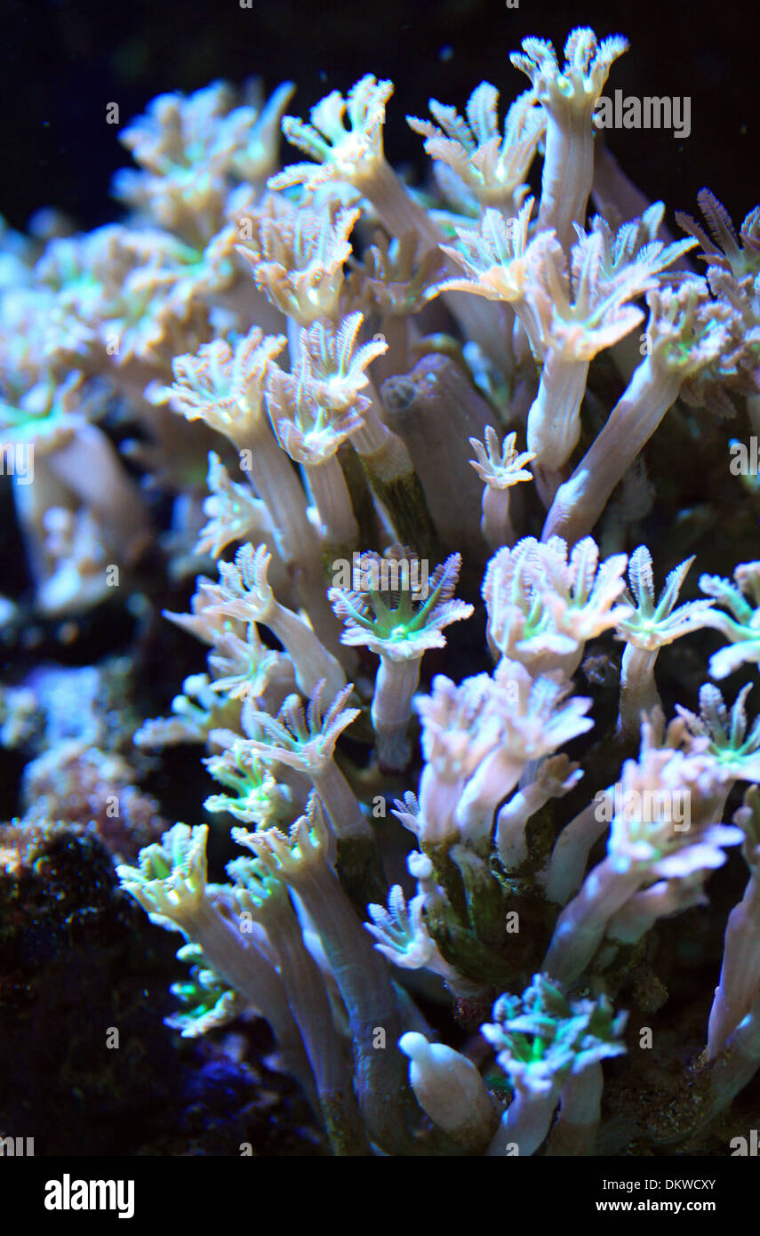 Polyp Fish High Resolution Stock Photography and Images - Alamy