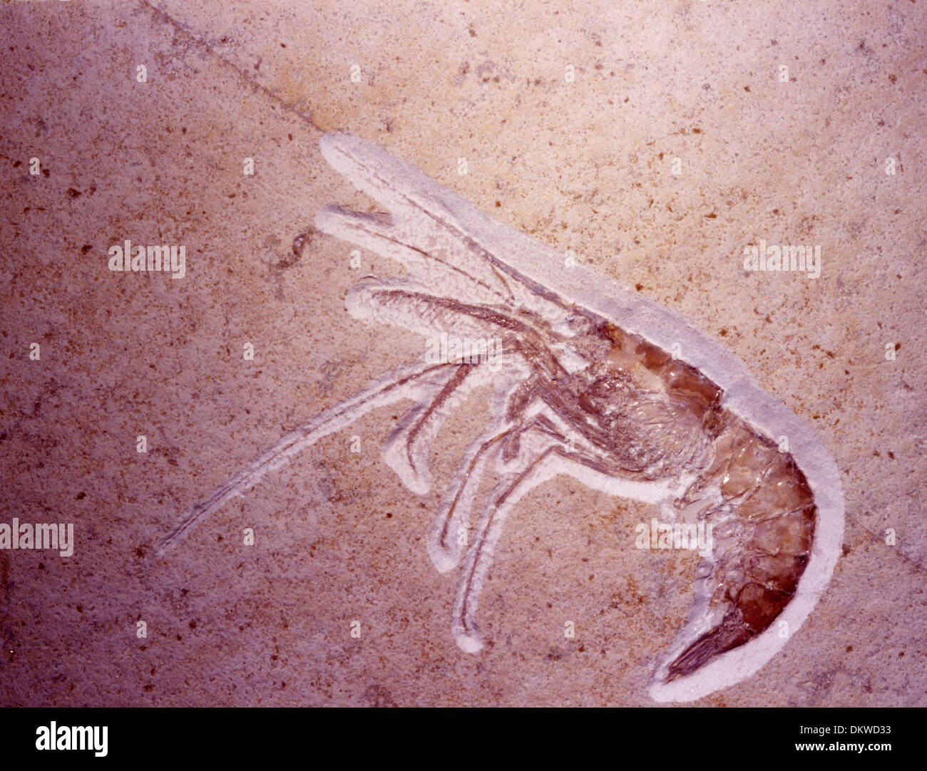 Fossil prehistoric shrimp hi-res stock photography and images - Alamy