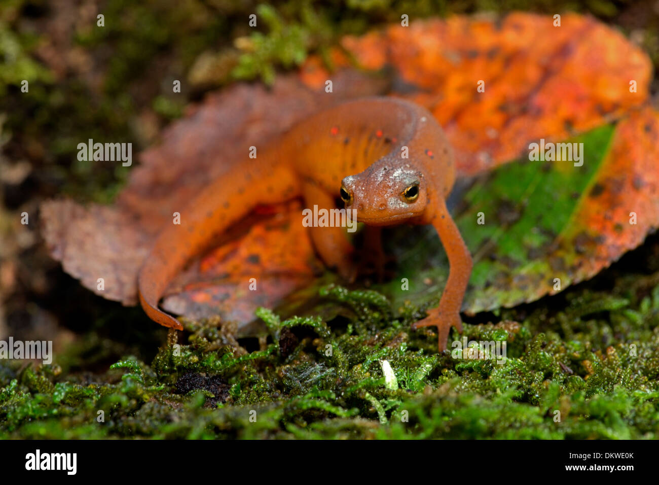 Red-spotted newt, Notophthalmus viridescens, Red eft (terrestrial phase ...