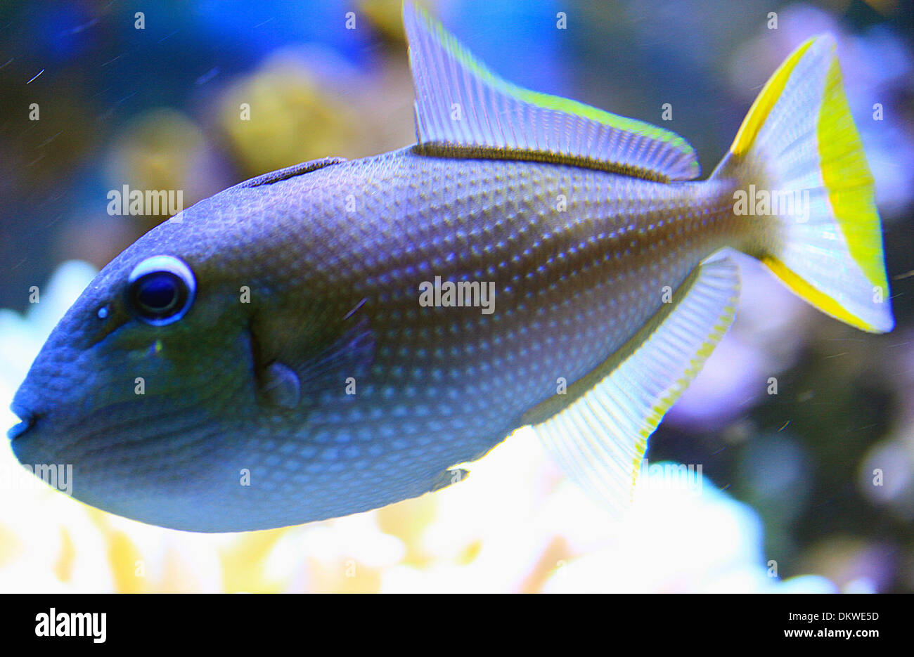 Blue throat triggerfish male Stock Photo - Alamy