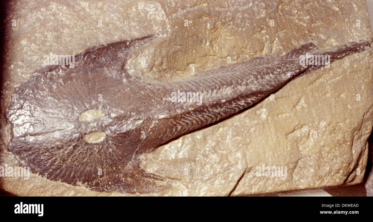 Jawless Fish Fossil How Did Early Agnathan (jawless) Fish Digest Their