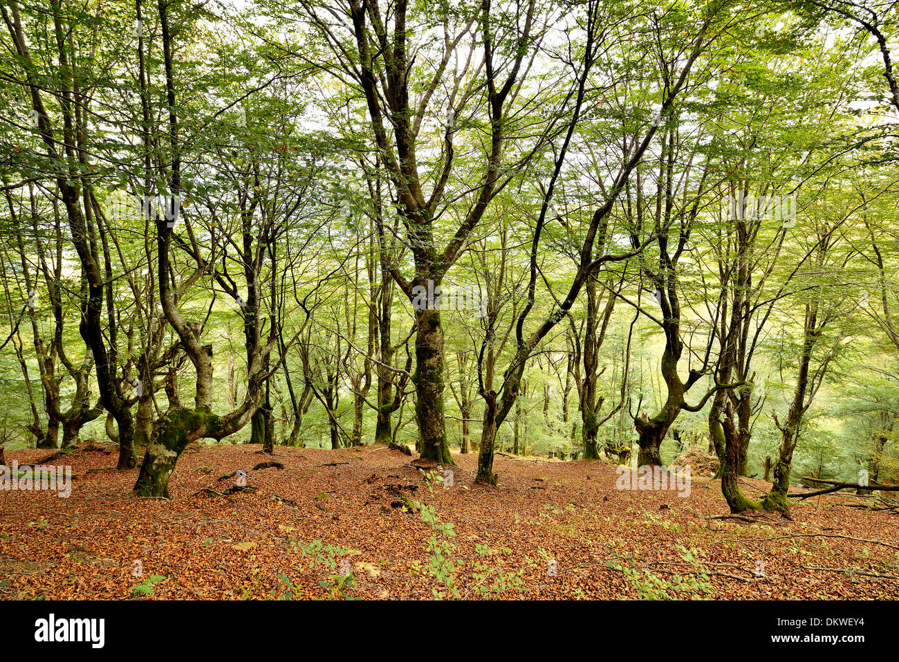 European Beech or Common Beech Fagus sylvatica , Balgerri Beechwood ...