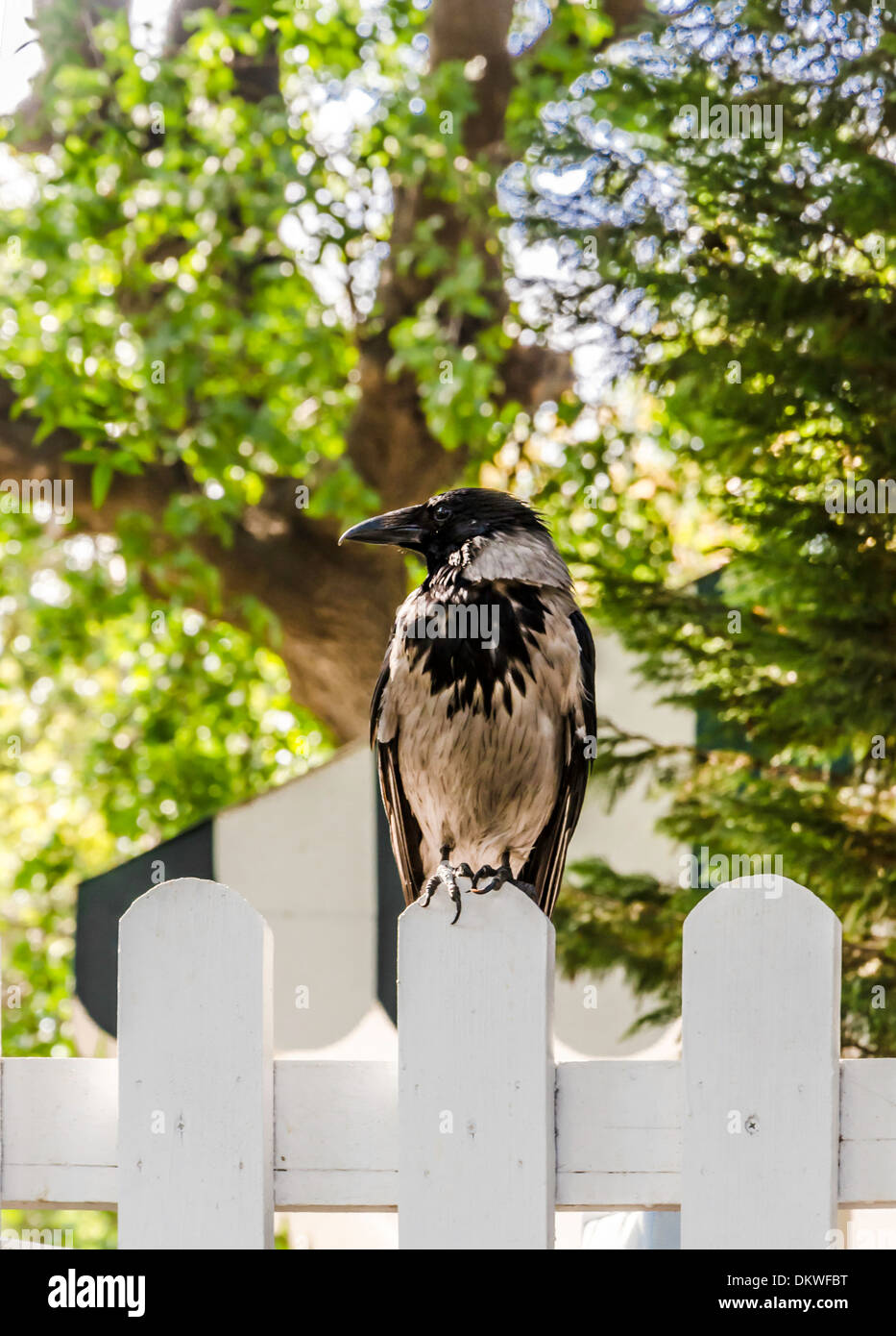 A crow sitting on a fence Stock Photo - Alamy