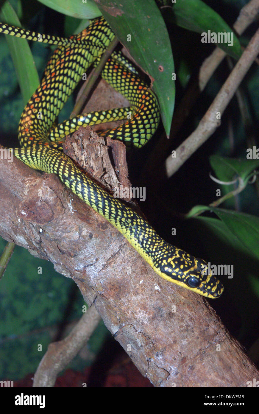 Paradise flying tree snake hi-res stock photography and images - Alamy