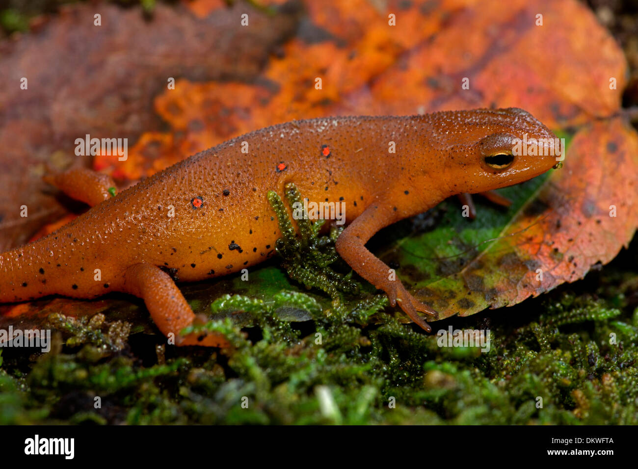 Red-spotted newt, Notophthalmus viridescens, Red eft (terrestrial phase ...