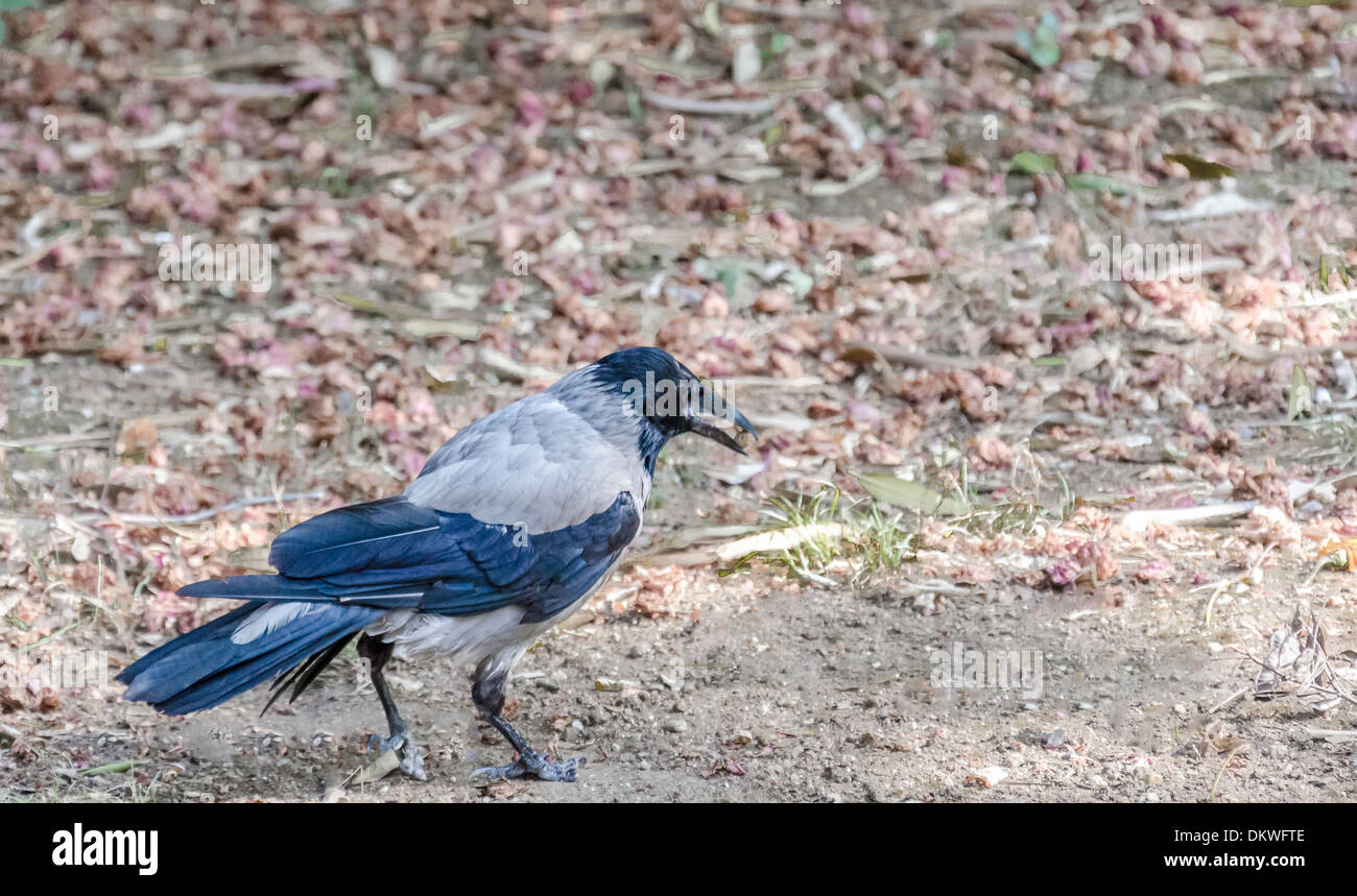 A crow sitting on a rock with food in its mouth Stock Photo - Alamy
