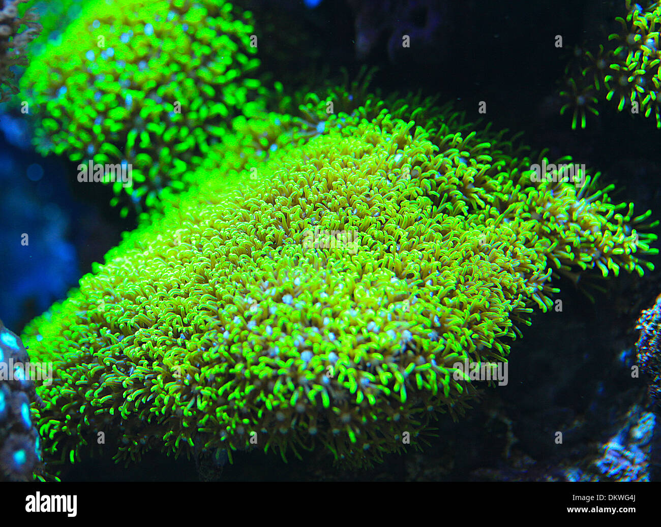 Green Star Starburst Polyp Briareum Stock Photo - Alamy