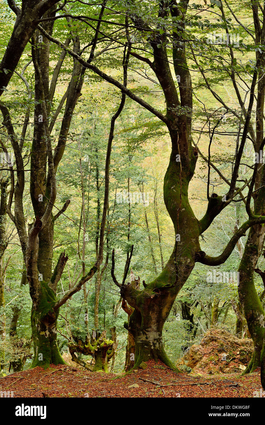 European Beech or Common Beech Fagus sylvatica , Balgerri Beechwood ...