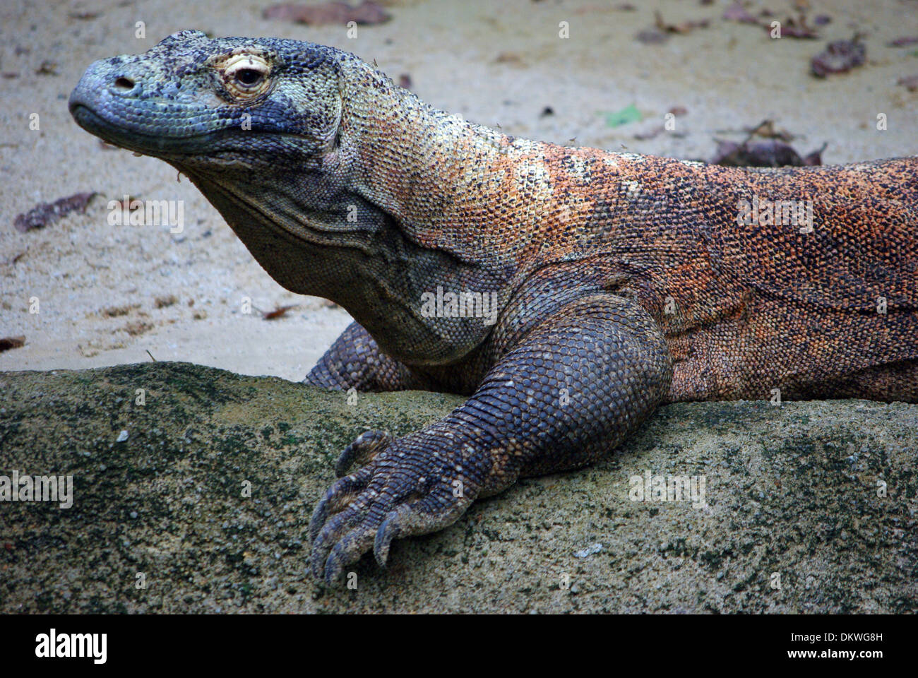 Komodo dragon or monitor (Varanus komodoensis Stock Photo - Alamy