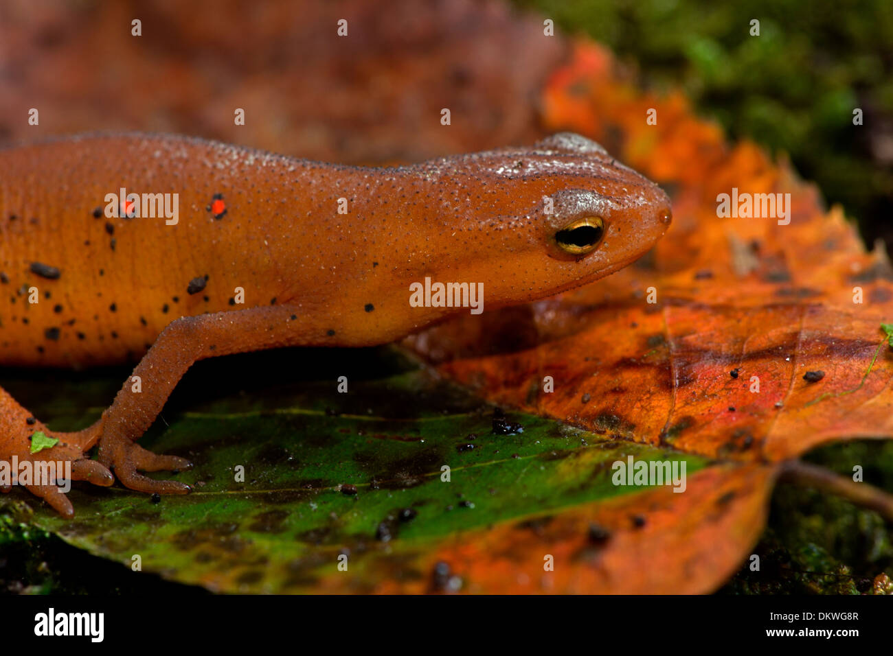 Red webbed feet hi-res stock photography and images - Alamy