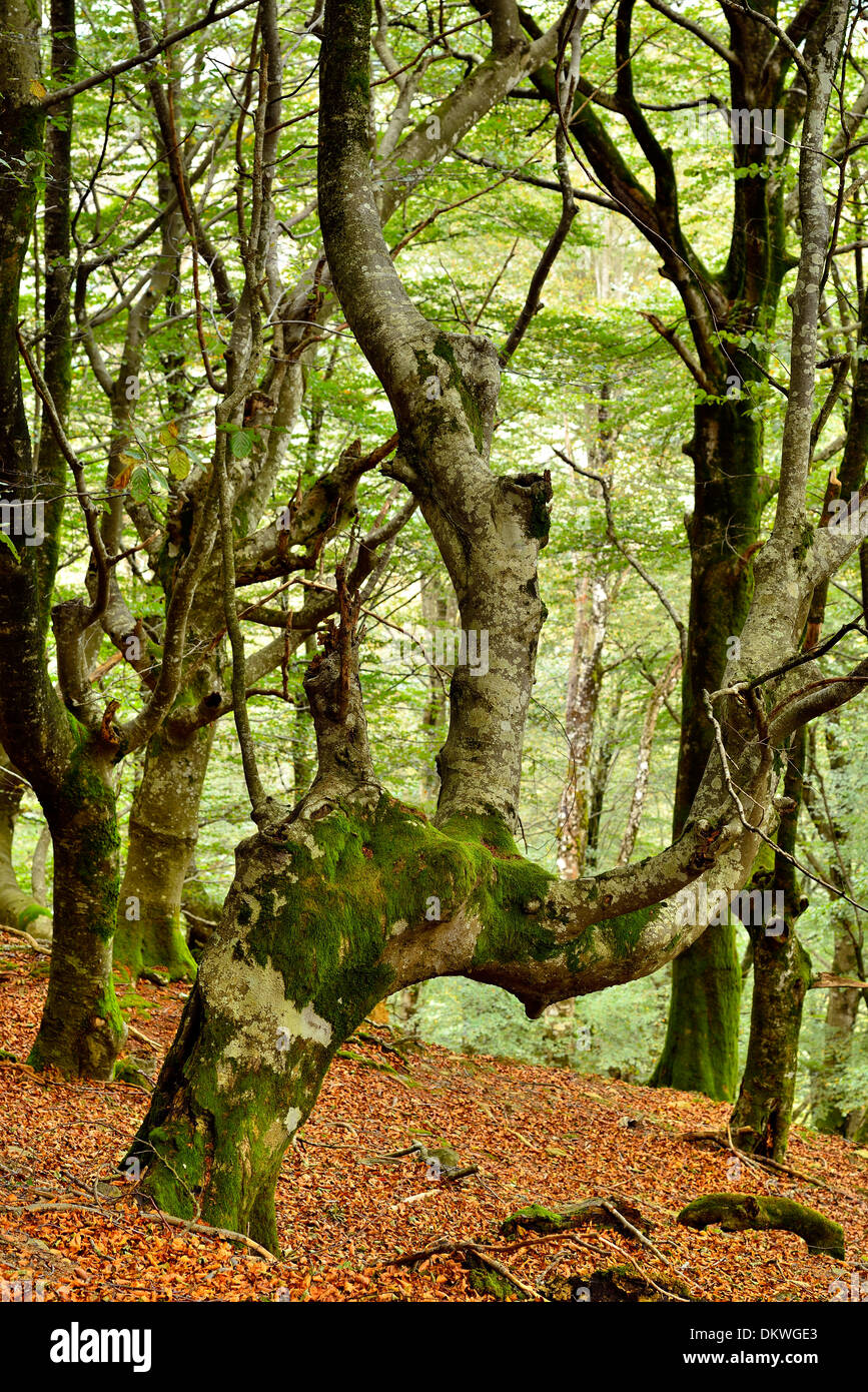 European Beech or Common Beech Fagus sylvatica , Balgerri Beechwood ...