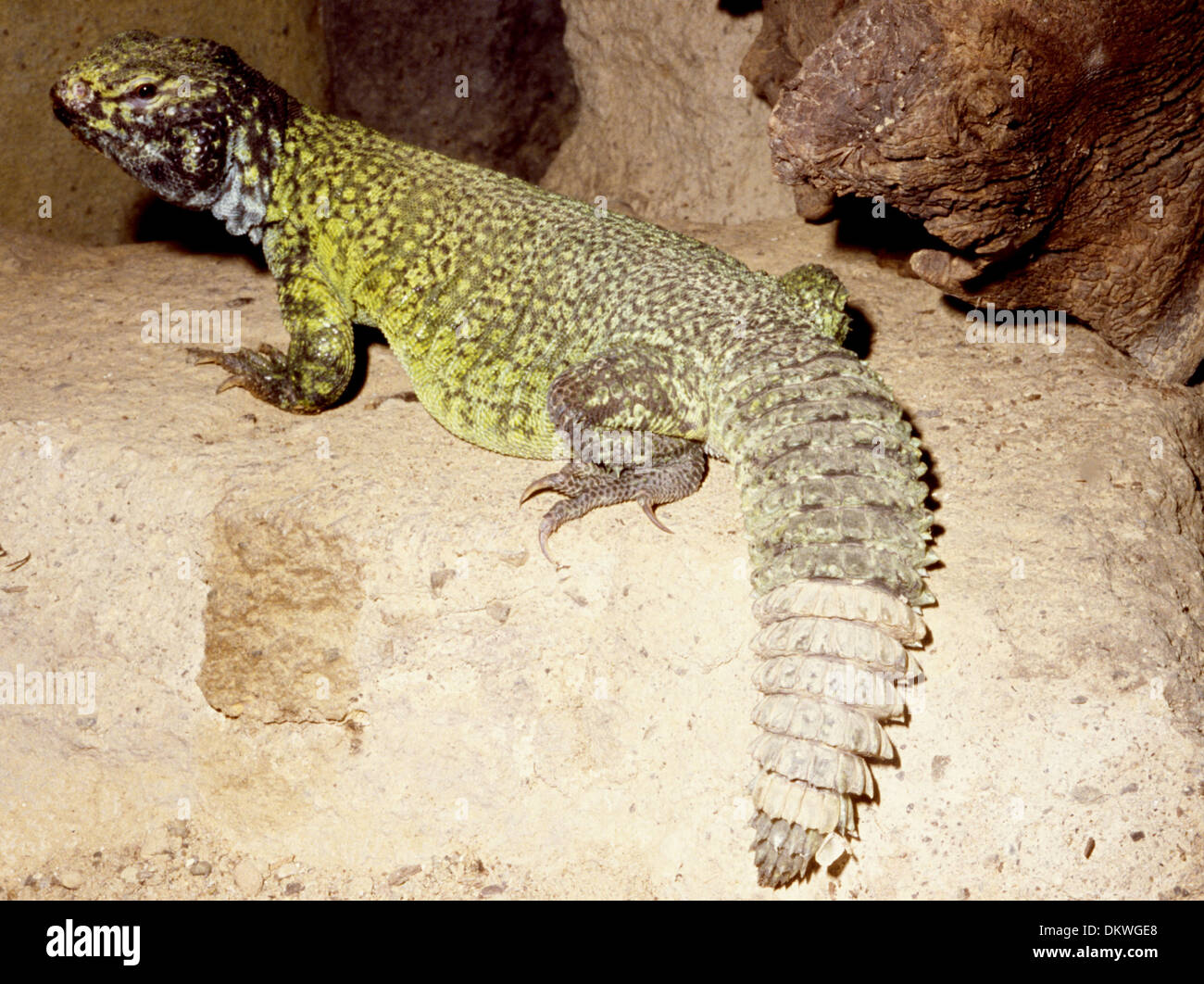 North african spiny tailed lizard uromastyx hi-res stock photography ...