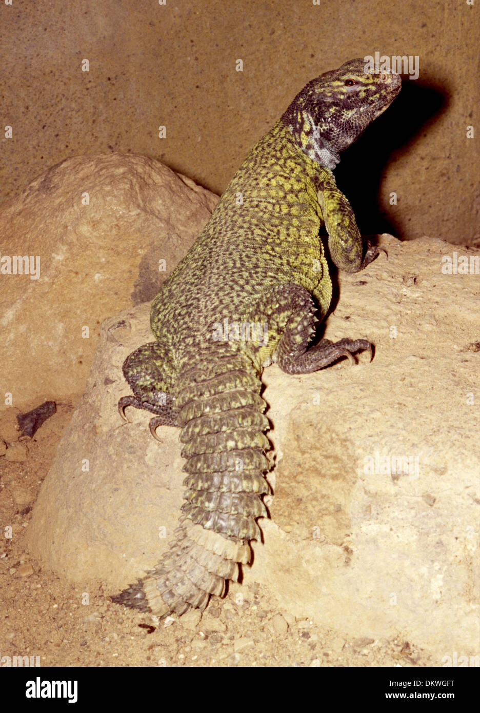 North african spiny tailed lizard uromastyx hi-res stock photography ...