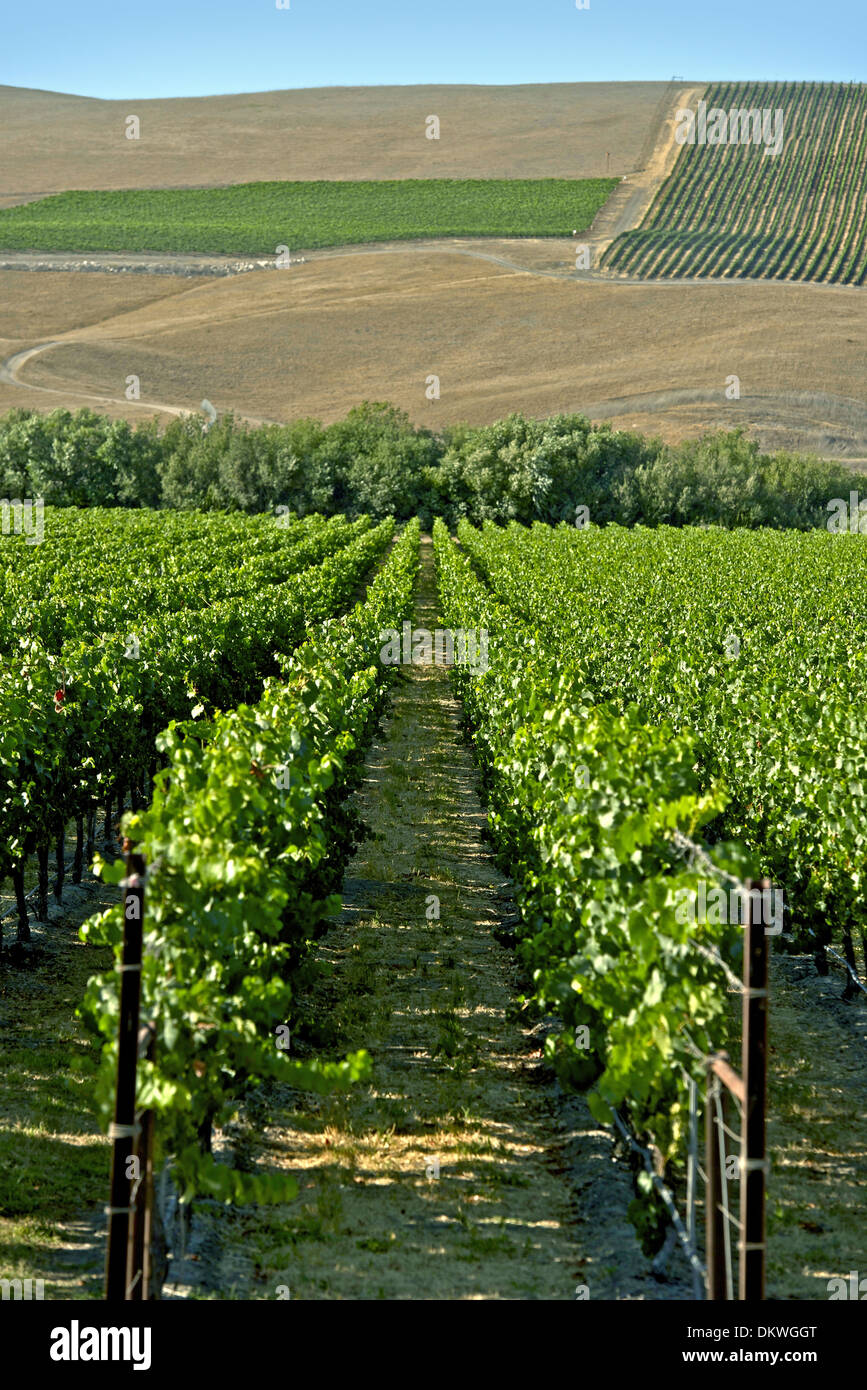 California Vineyard Rows. Grapes Plantation Stock Photo - Alamy