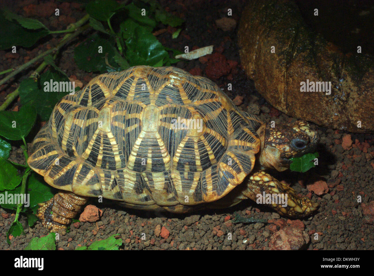 Indian star tortoise (Geochelone elegans) feeding in terrarium Stock ...