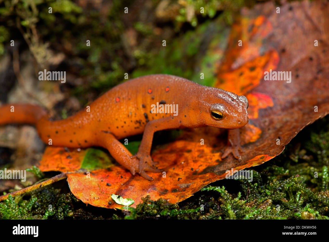 Red-spotted newt, Notophthalmus viridescens, Red eft (terrestrial phase ...