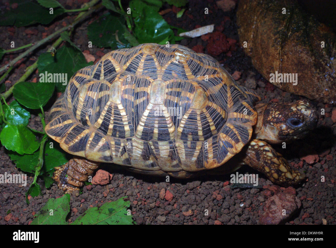 Indian star tortoise (Geochelone elegans Stock Photo - Alamy
