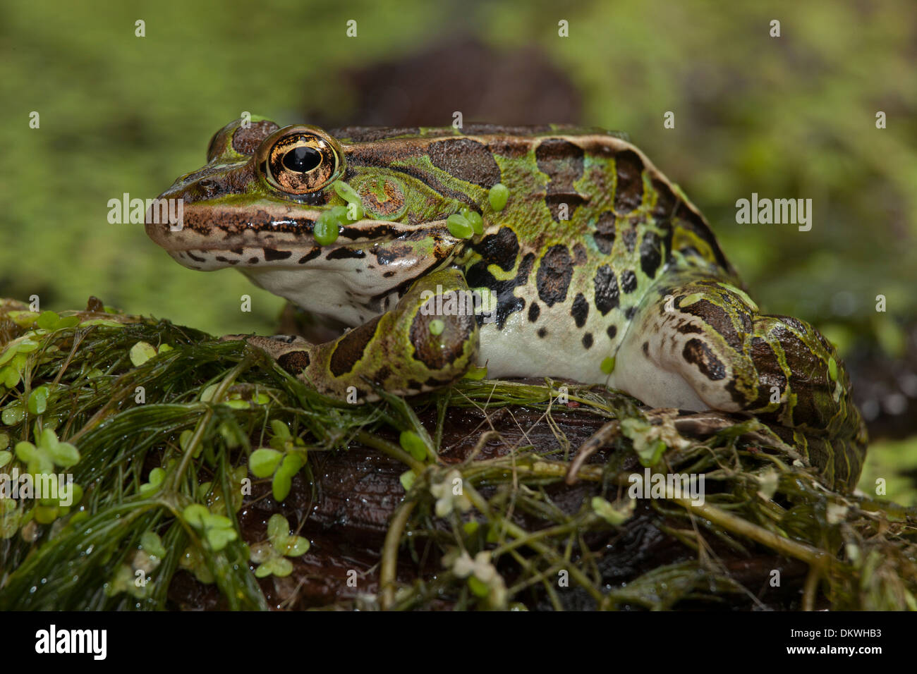 Leopard frog (Rana pipiens), New York Stock Photo - Alamy