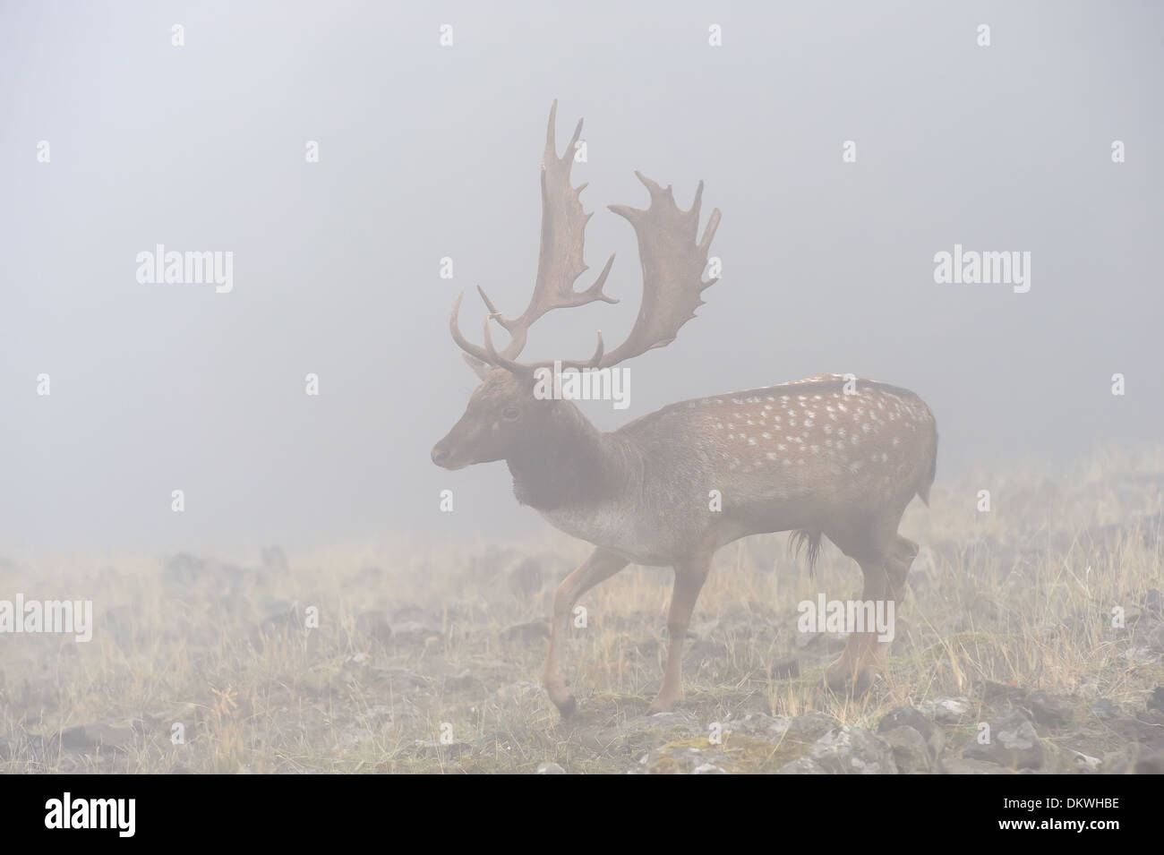 Fallow deer in fog hi-res stock photography and images - Alamy