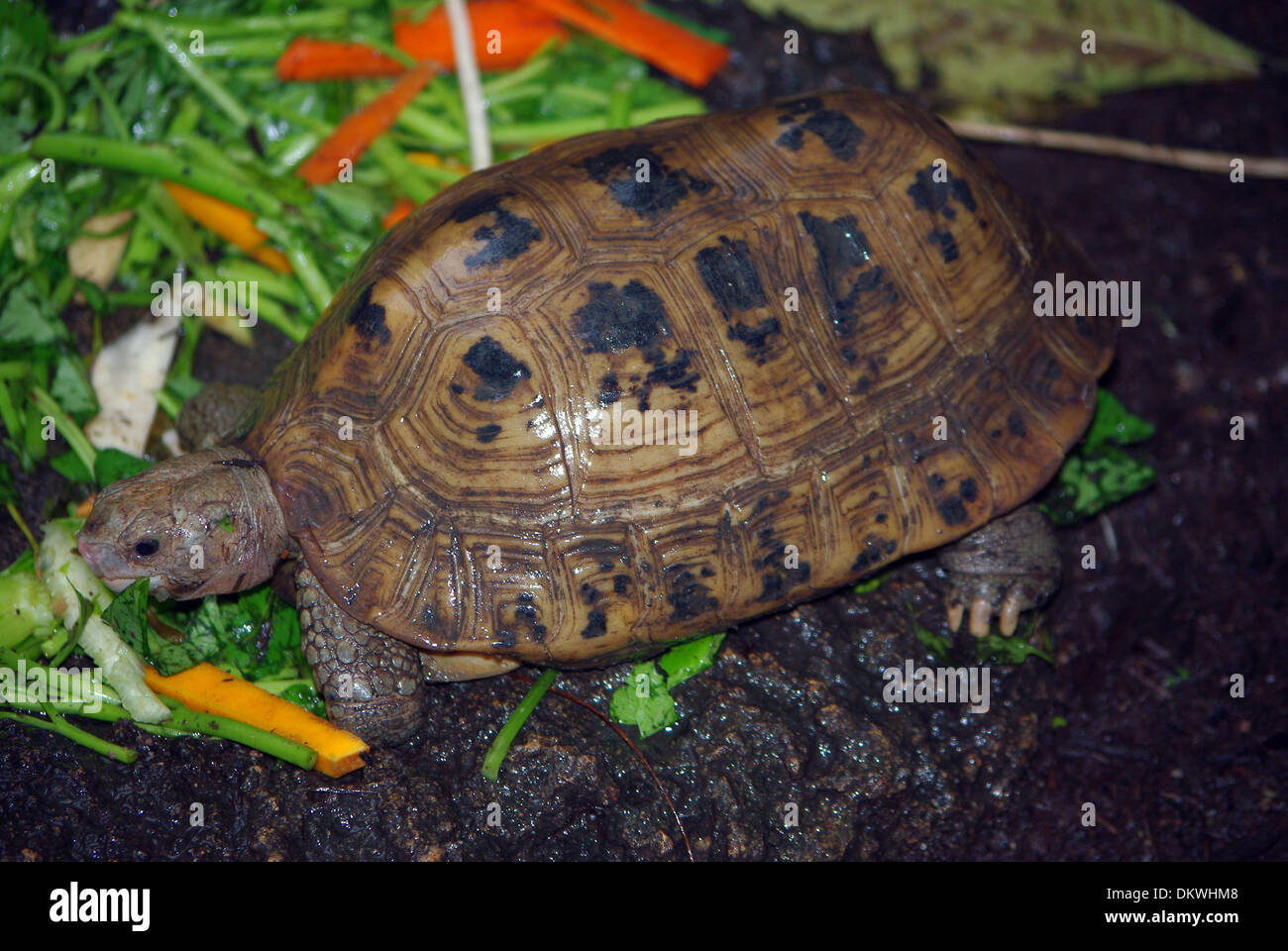 Elongated tortoise (Indotestudo elongata) feeding in terrarium Stock ...
