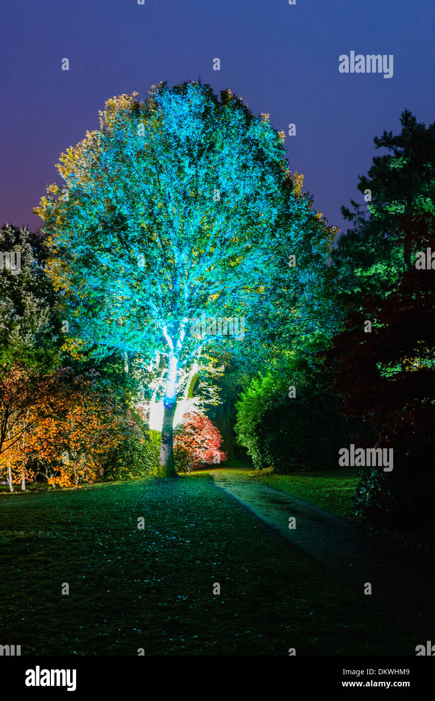 A tree at night illuminated by artificial light Stock Photo - Alamy