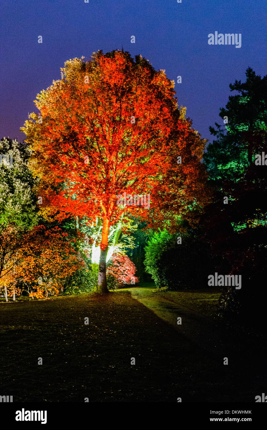 A tree at night illuminated by artificial light Stock Photo - Alamy