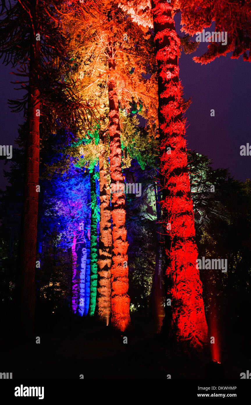 Tree trunks in a forest, illuminated in the colours of the rainbow ...
