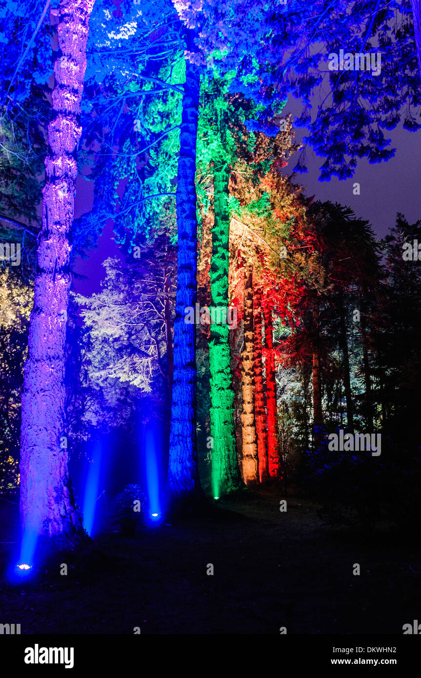 Tree trunks in a forest, illuminated in the colours of the rainbow ...