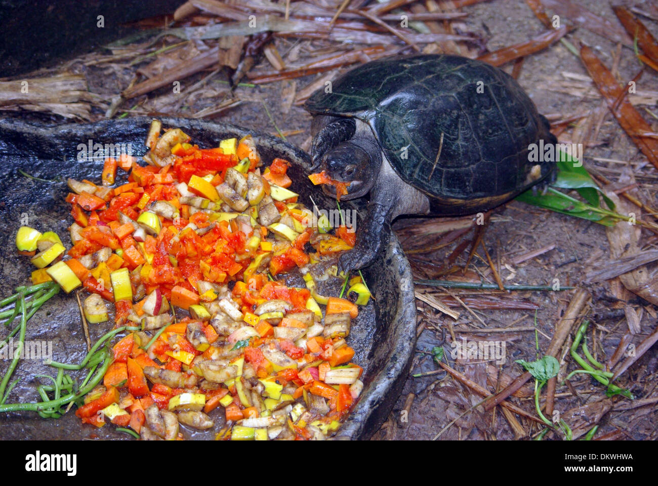 Siebenrockiella crassicollis hi-res stock photography and images - Alamy