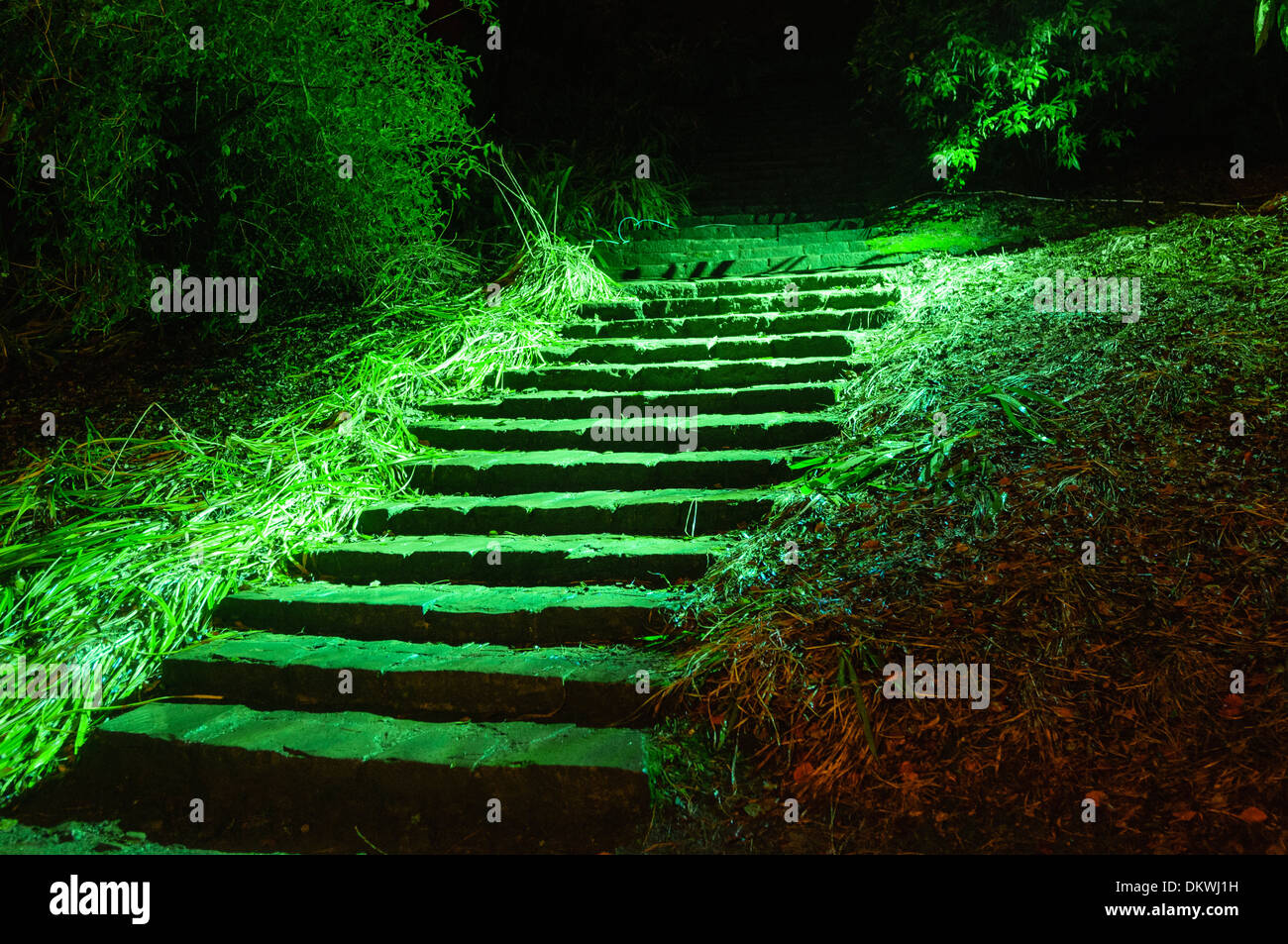 Spooky Scary Dark Forest Stock Photos & Spooky Scary Dark Forest Stock ...