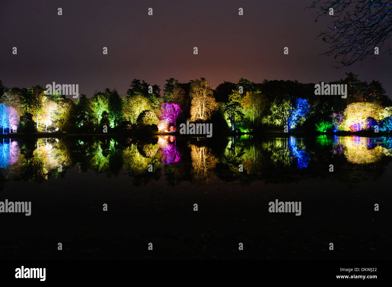 Trees in a forest, illuminated by artificial light, and reflected in a ...