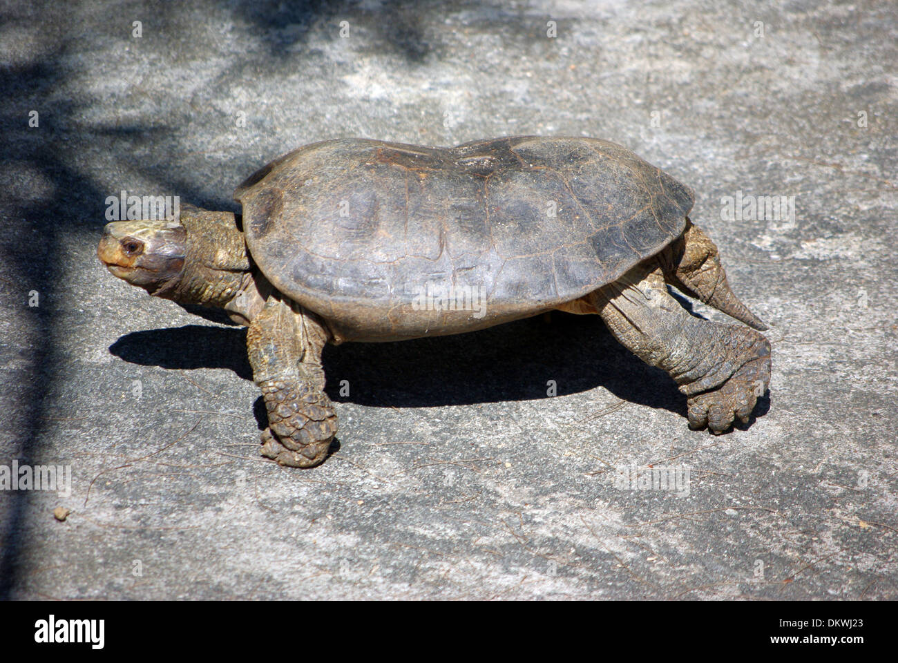Flat shelled tortoise hi-res stock photography and images - Alamy