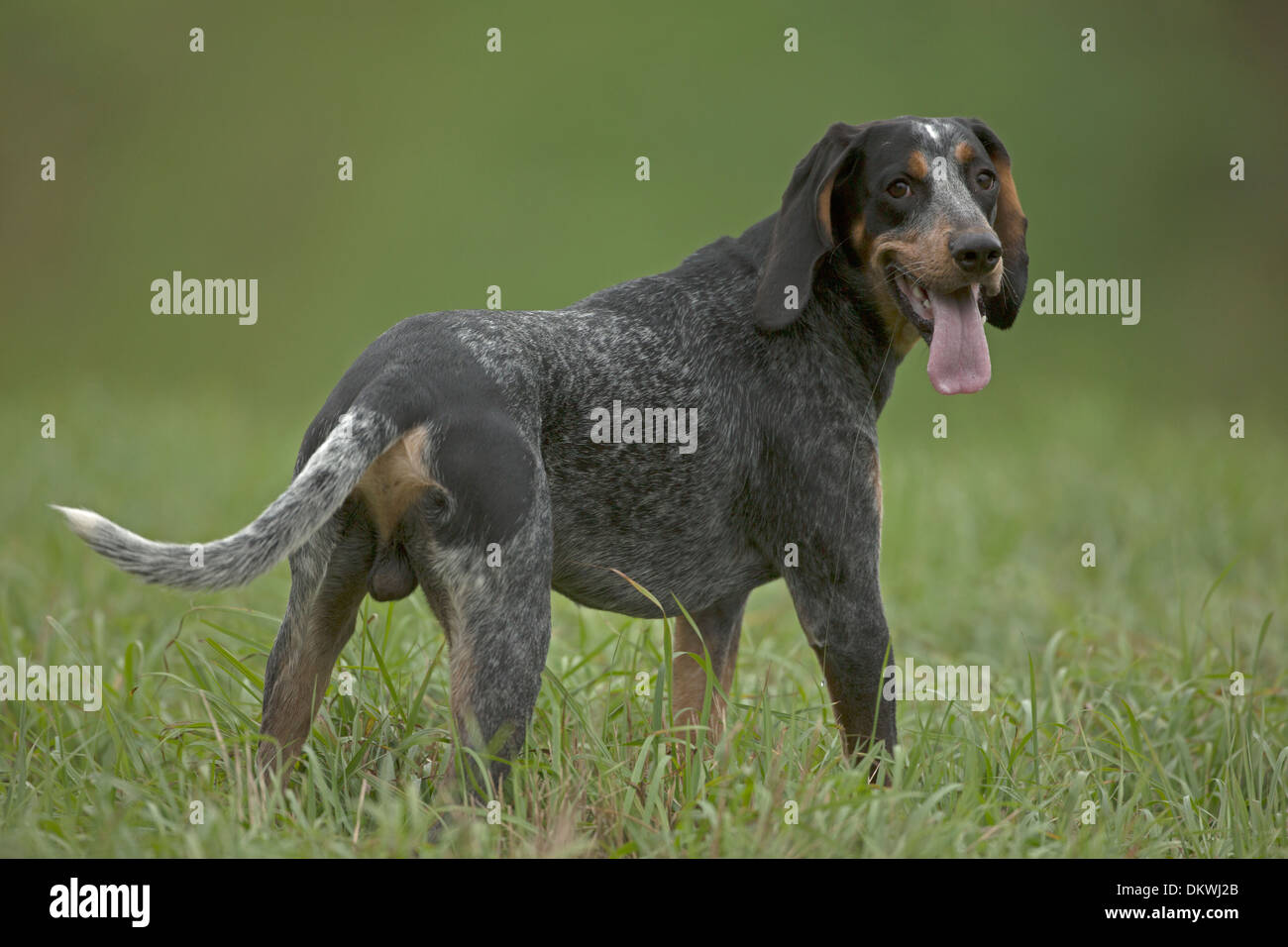 Blue tick, hound, hunting dog, Pennsylvania Stock Photo - Alamy