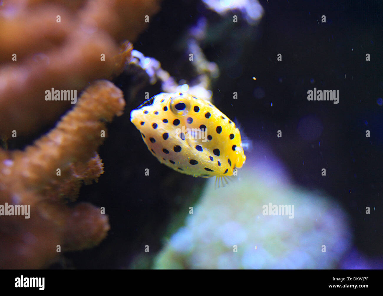 Cubicus Boxfish Care