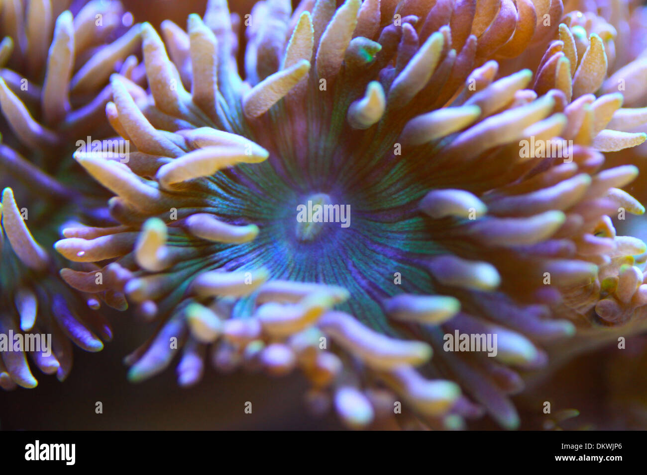 Duncan coral hi-res stock photography and images - Alamy