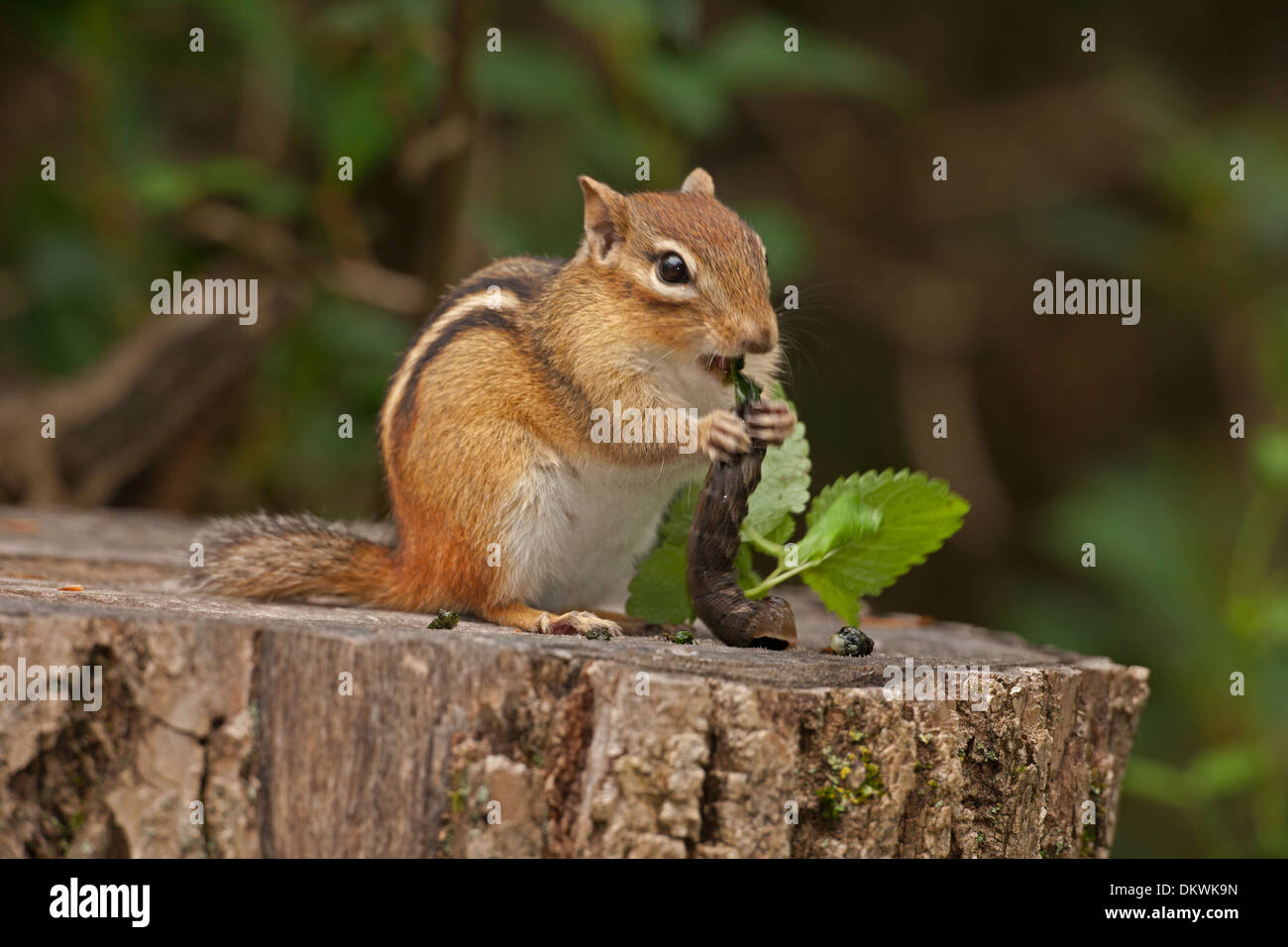 Eastern Chipmunk (Tamias striatus), eating caterpillar, New York Stock ...