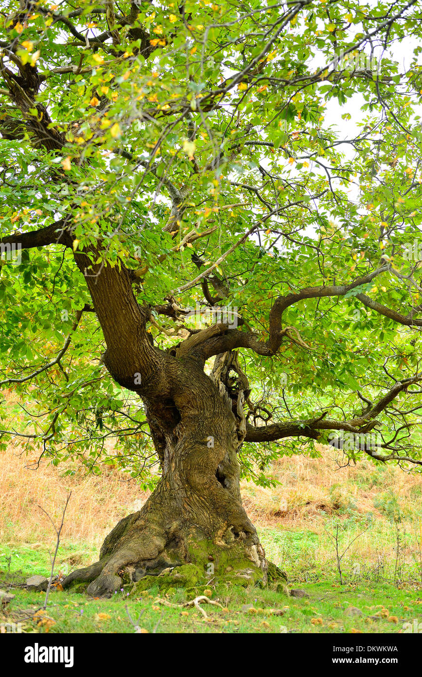 Big Chestnut tree Stock Photo - Alamy