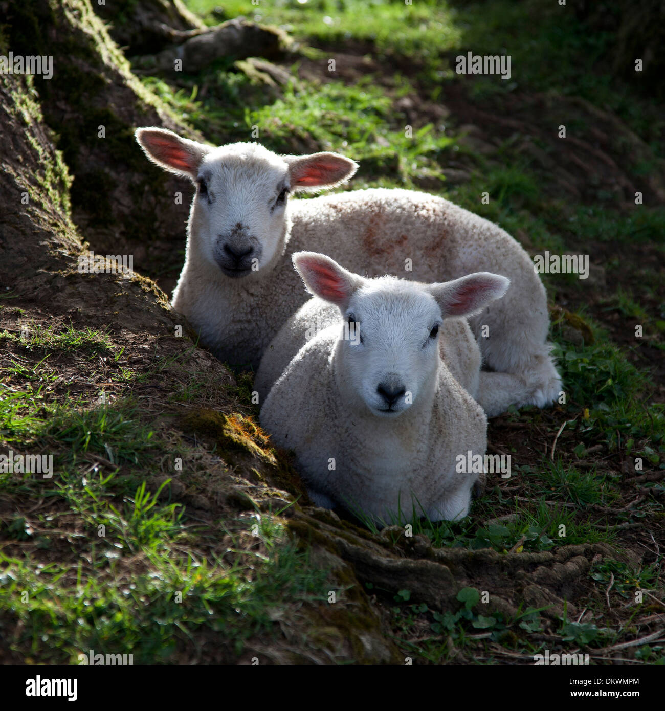 Two Spring Lambs resting between tree roots, Cotswolds, England Stock ...