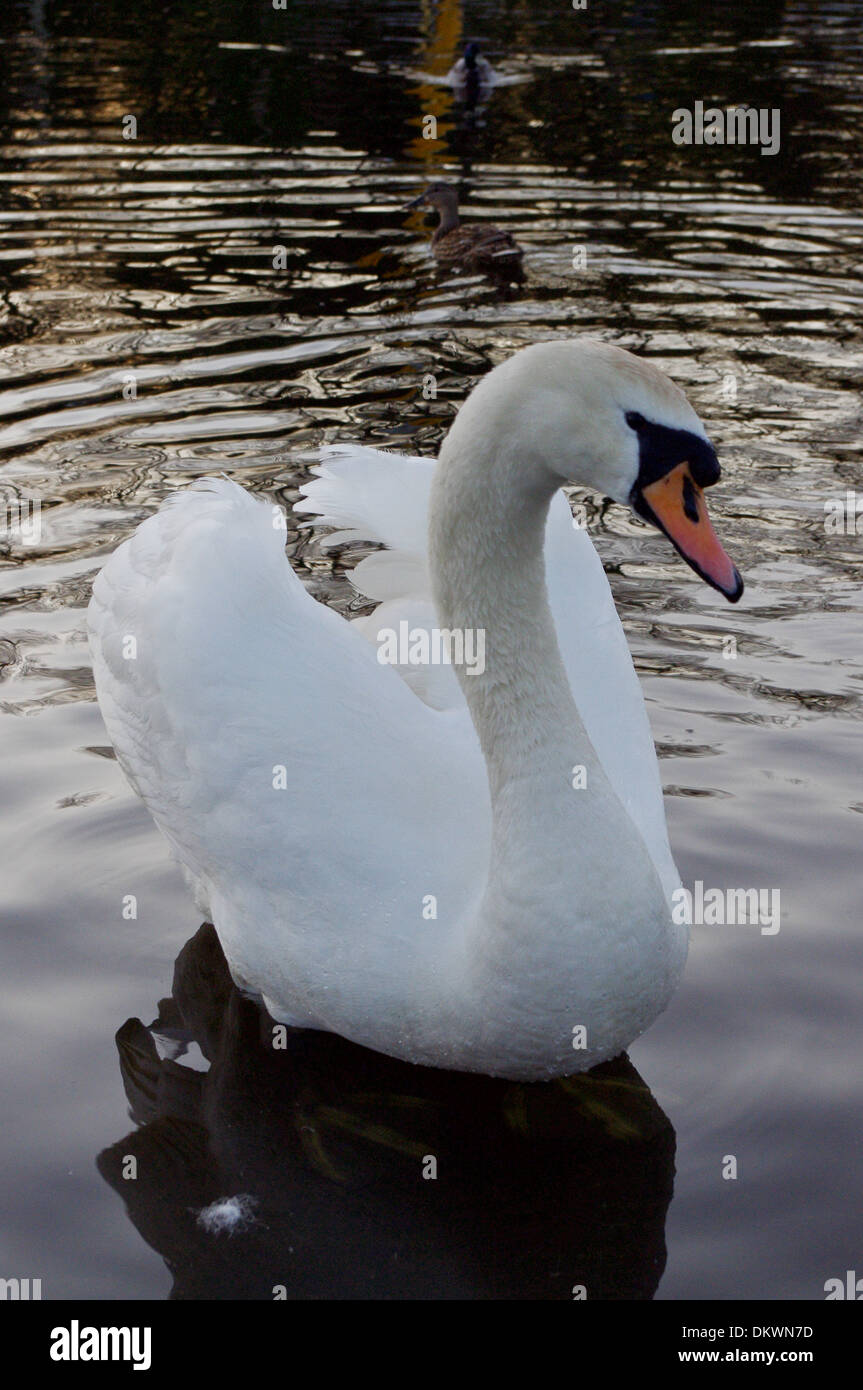 Gorgeous swan hi-res stock photography and images - Alamy