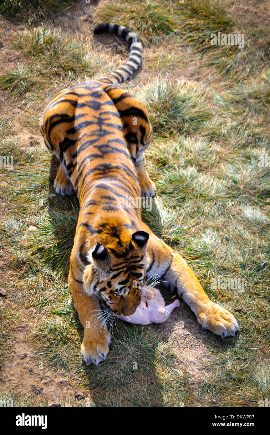Tiger eating hi-res stock photography and images - Alamy